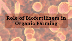 Role of Biofertilizers in Organic Farming | Organic Farming Consultancy