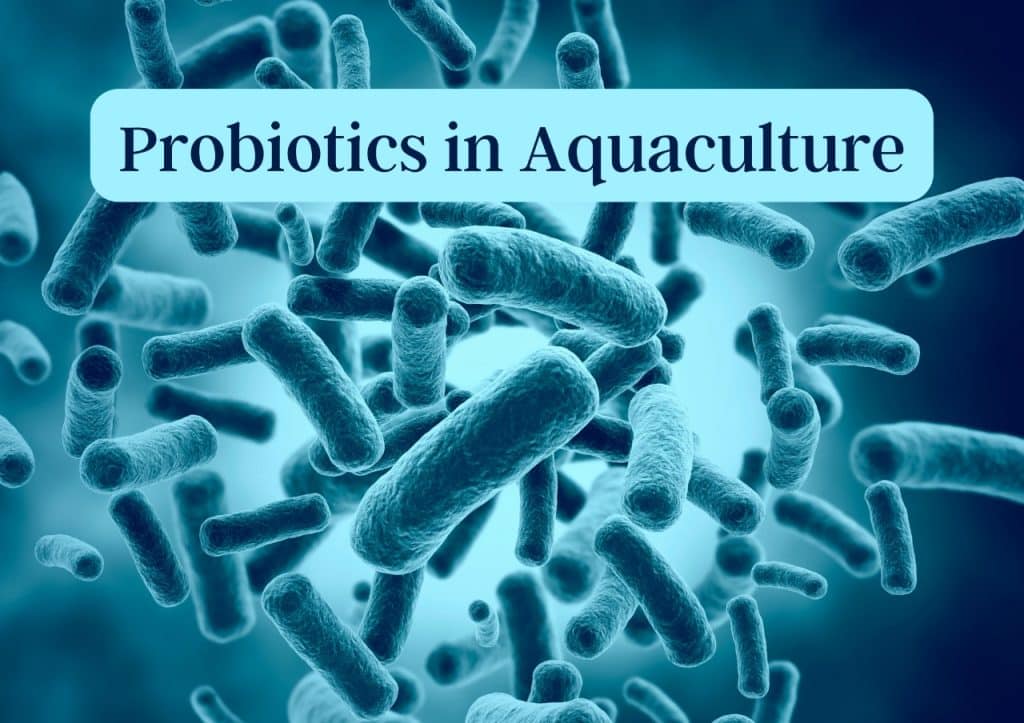Producing healthier fish in aquaculture | Probiotics for healthier fish ...