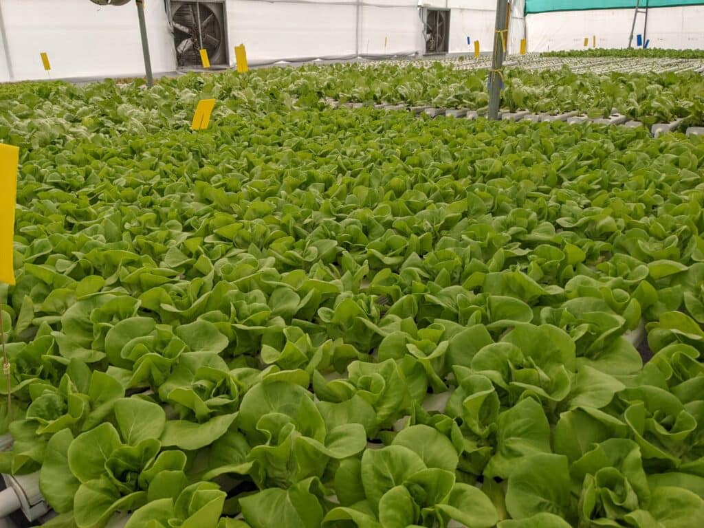Benefits of Hydroponic Farming India